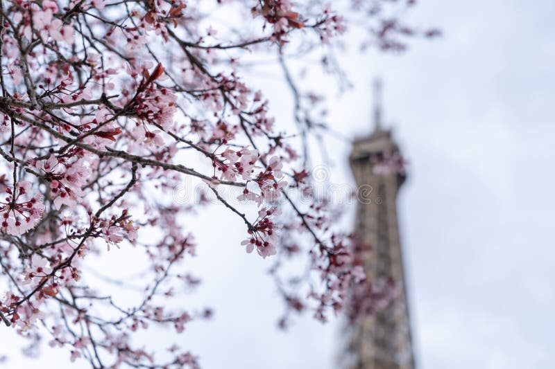 Spring in Paris. Bloomy Cherry Tree and the Eiffel Tower Stock Photo ...