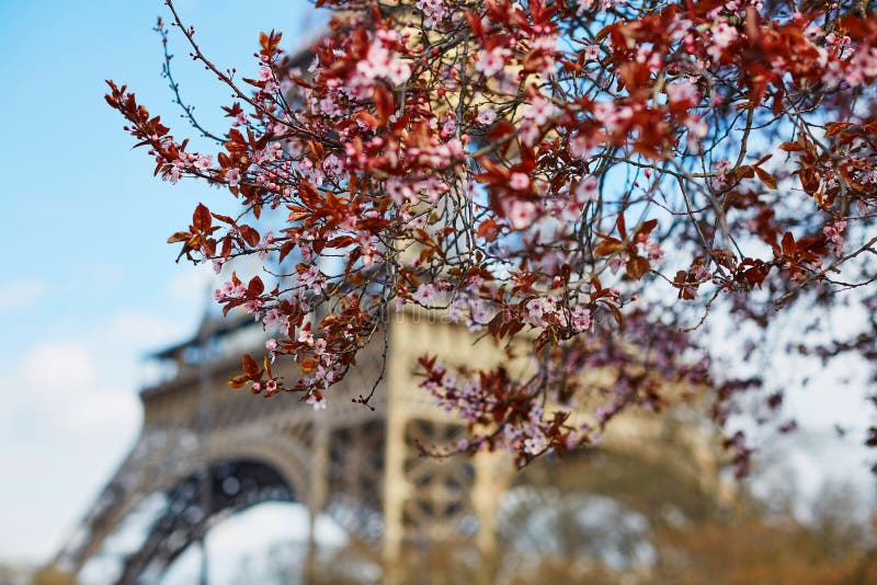 Spring in Paris stock photo. Image of pink, seasonal - 13628582