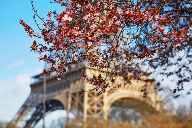 Spring in Paris stock photo. Image of pink, seasonal - 13628582