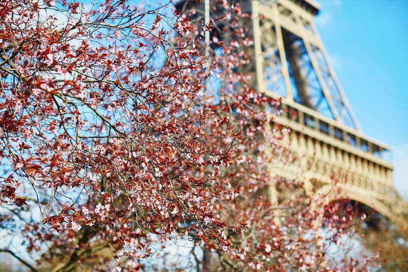 Spring in Paris stock photo. Image of pink, seasonal - 13628582