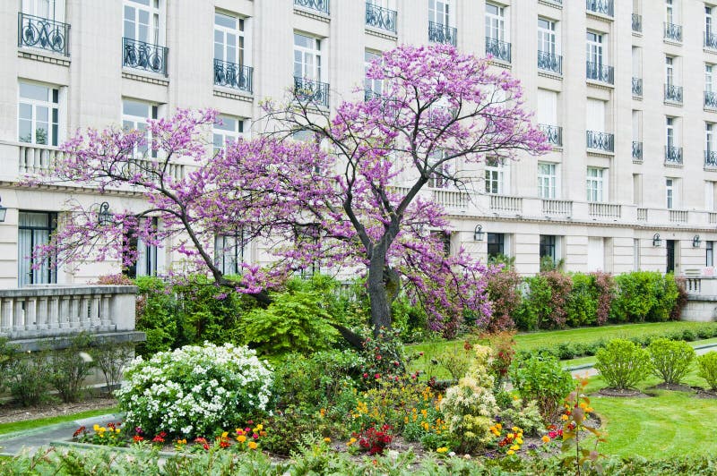 Spring in Paris. France stock image. Image of blooming - 19204039