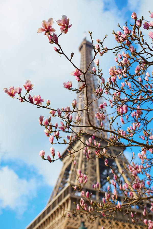 Spring in Paris stock photo. Image of pink, seasonal - 13628582