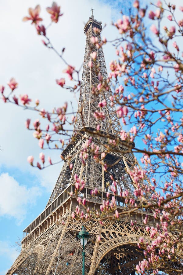 Spring in Paris stock photo. Image of pink, seasonal - 13628582