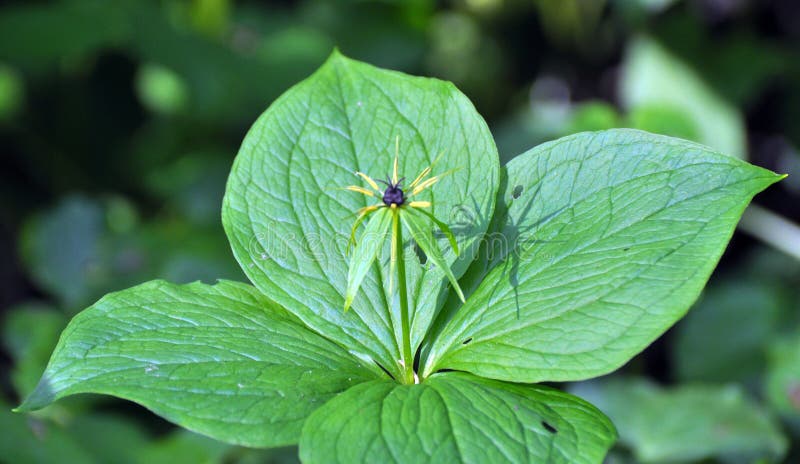 Paris Quadrifolia in Bloom. it is Commonly Known As Herb Paris or True ...