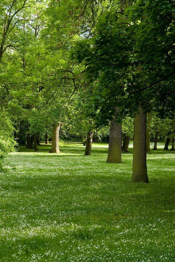 Trees and Grass in Backyard Stock Photo - Image of spring, blooming ...