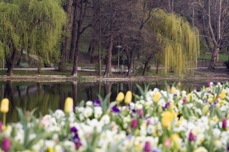 Spring in the park stock photo. Image of flower, color - 2232166