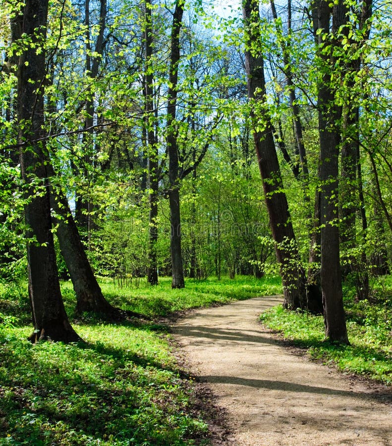 Forest Trail in Spring stock photo. Image of nature, exercise - 142026