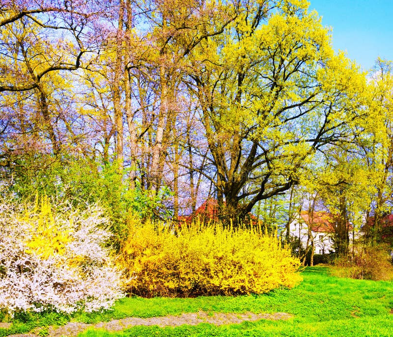 Spring park stock photo. Image of spring, blossom, beautiful - 39580194