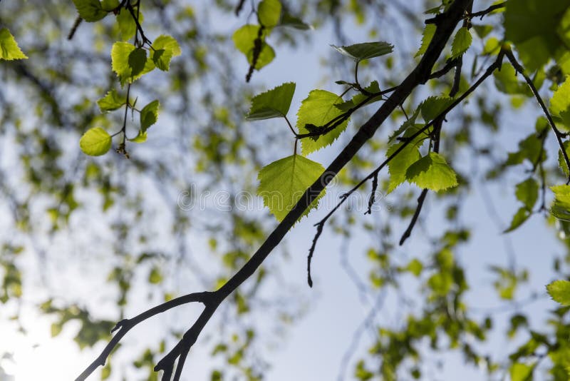 Spring Park with Birch Trees with the First Green Foliage Stock Image ...