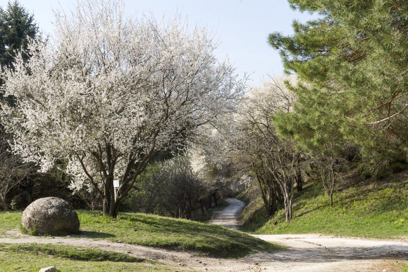 Spring Park, Cherry Blossom Tree, Pathway, Pine Branches Stock Photo ...