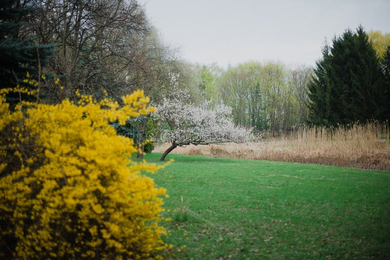 Spring Park on a Cloudy Spring Day Flowering Trees in the Foreground ...