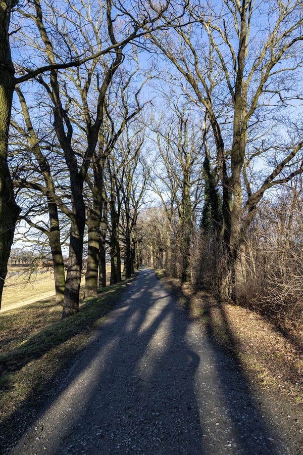 Spring Park with Cobblestone Path by the River and Trees without Leaves ...