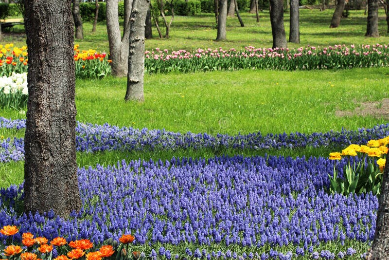 Spring park stock photo. Image of flora, park, nature - 30713664