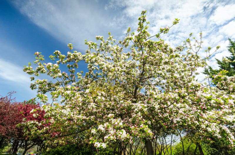 Crabapple Trees in Full Bloom. Stock Photo - Image of season, beautiful ...