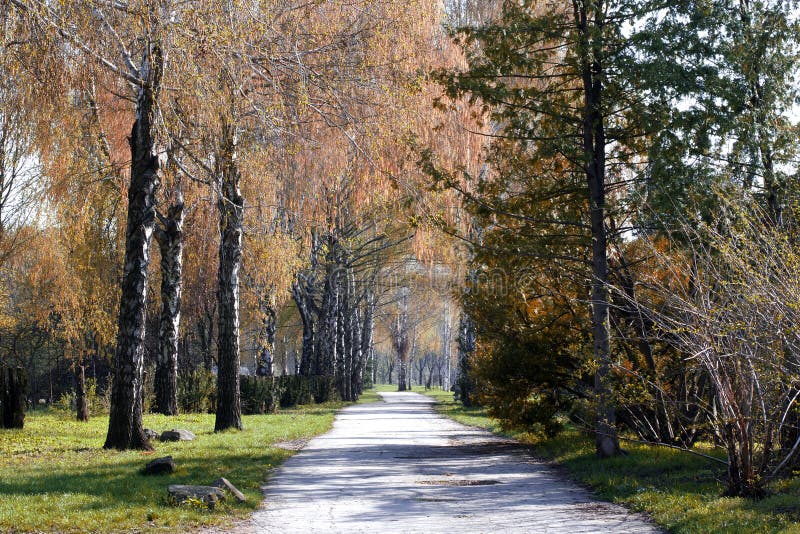 Spring Park, Green Parkway, Spring Alley Path, Blossom Trees ...