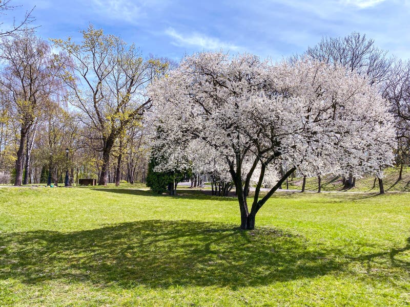 Spring Park Landscape with Cherry Tree in Full Bloom Stock Image ...
