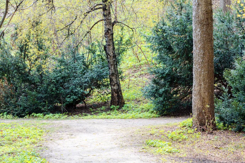 Spring park landscape stock photo. Image of land, conifer - 94469382