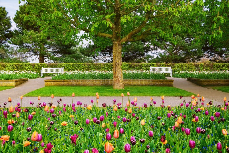 Spring in the park stock photo. Image of park, blossom - 173371370