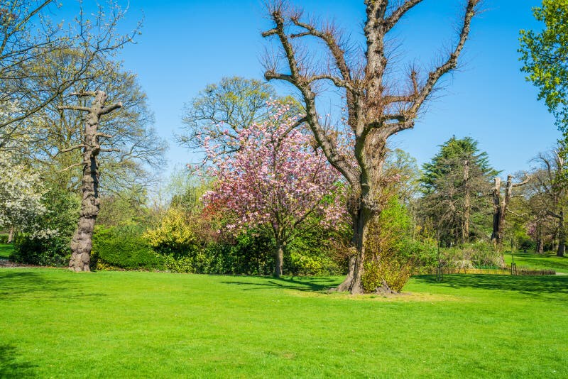 Spring in the Park, London UK Stock Image - Image of flora, peaceful ...