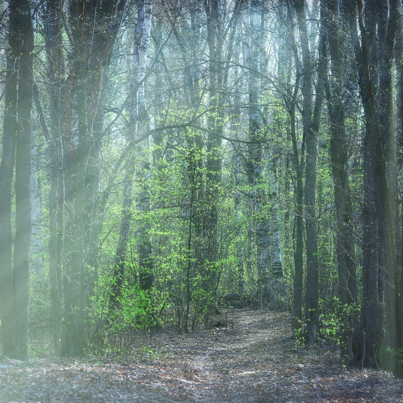 Spring park with mist stock photo. Image of background - 69619048