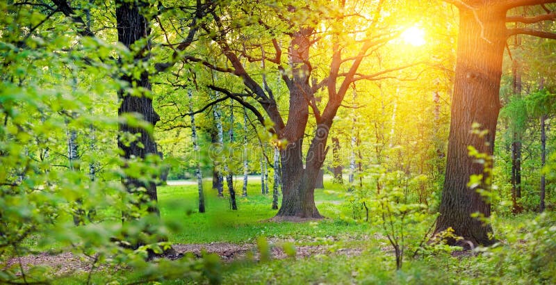 Spring park with oak stock photo. Image of nature, autumn - 21666910