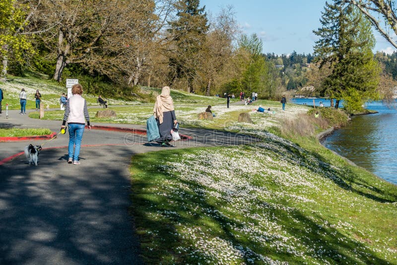 Spring in Seattle. editorial stock photo. Image of tree - 19371478