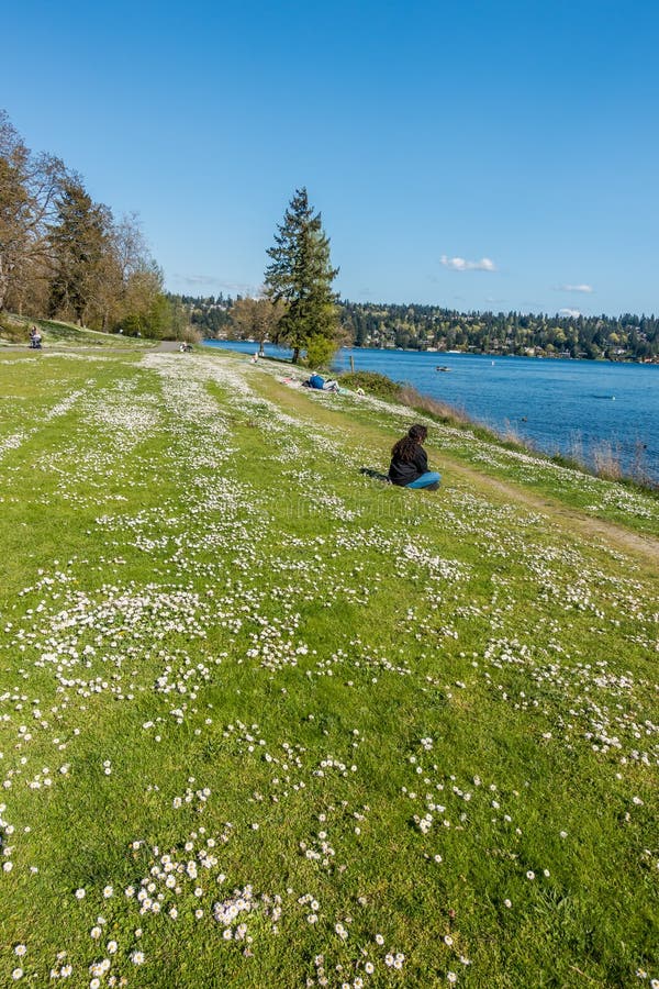 Spring in Seattle. editorial stock photo. Image of tree - 19371478