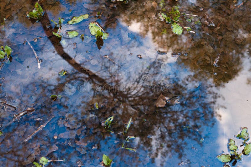 Spring Park. Reflections in the Puddles Stock Image - Image of colored ...