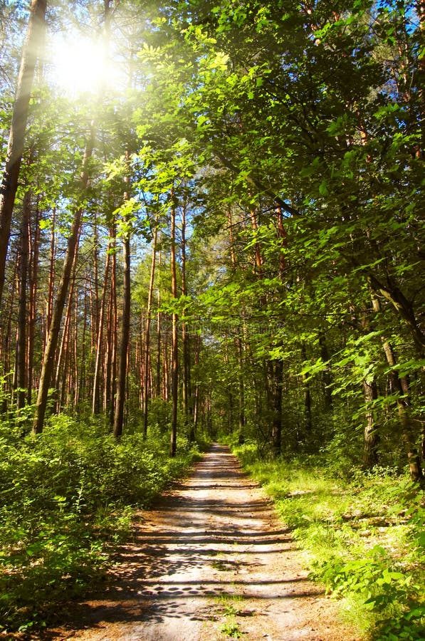 Spring park road stock image. Image of landscape, area - 7830569