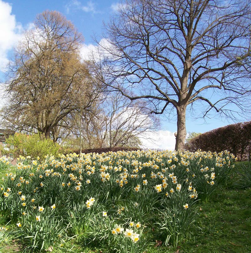 Spring scene stock photo. Image of petals, cherry, fragrant - 8020076