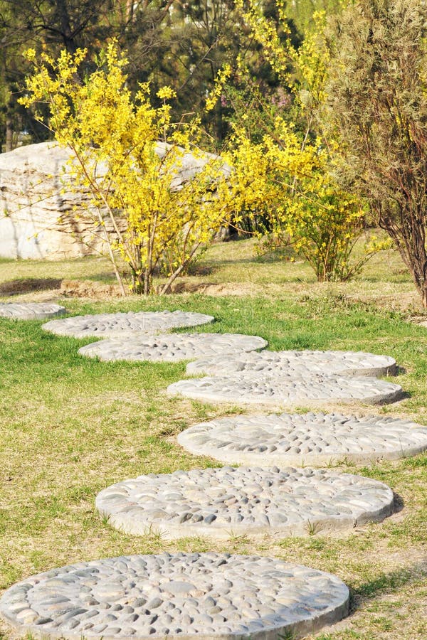 Spring park stock photo. Image of arboret, shrub, forsythiae - 30755204