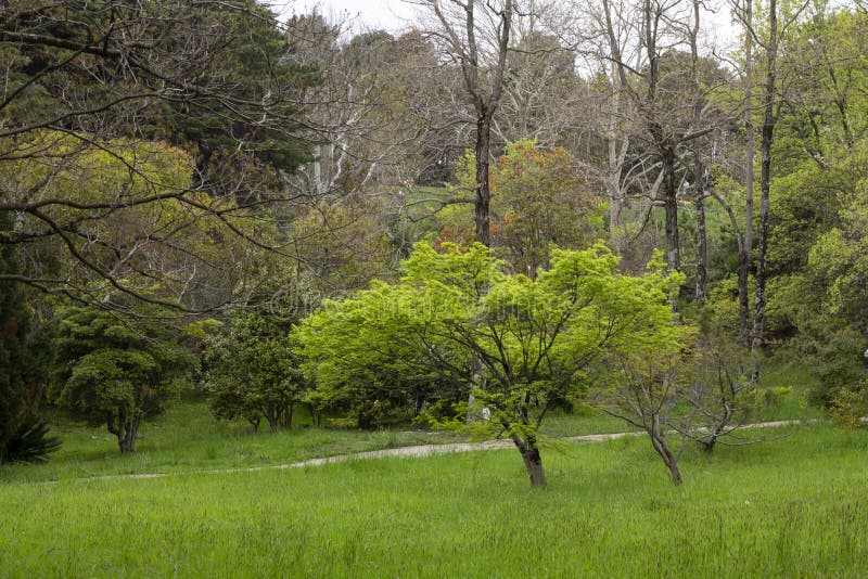 Spring Park. a Small Tree with Young Leaves in a Meadow, a Forest in ...