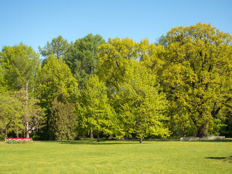 Spring park on a sunny day stock photo. Image of bright - 260407948
