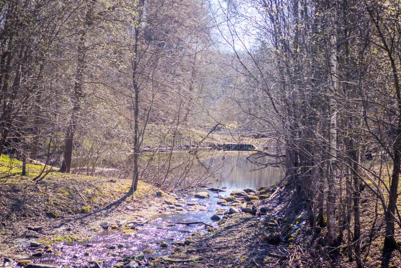 Spring Park in Sunny Weather. Sunny Park. Green Park. Young Greens ...