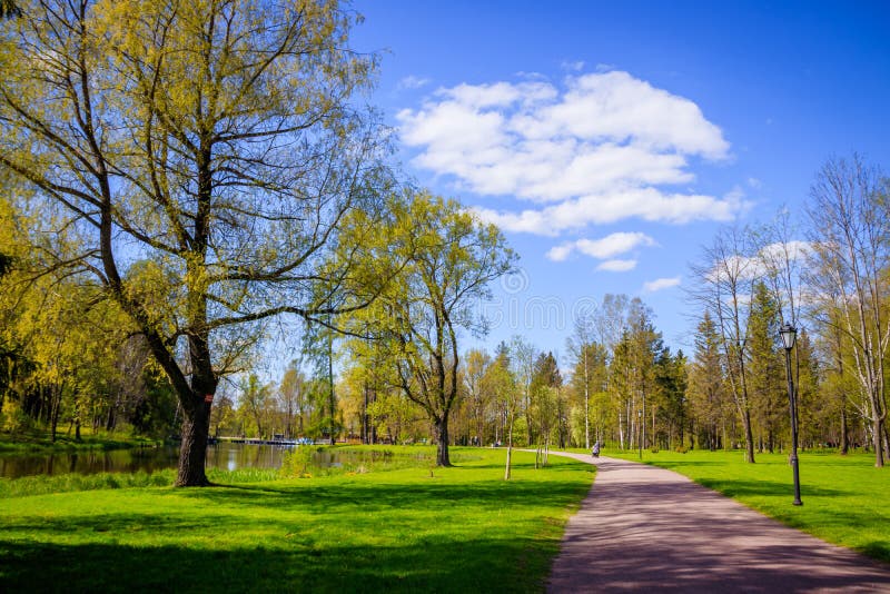 Spring Park in Sunny Weather. Sunny Park. Green Park. Young Greens ...