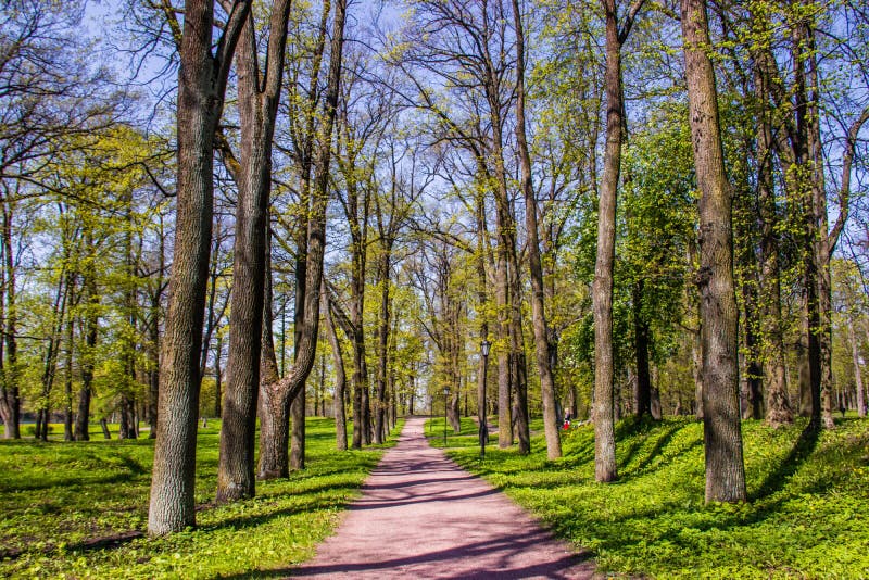 Spring Park in Sunny Weather. Sunny Park. Green Park. Young Greens ...