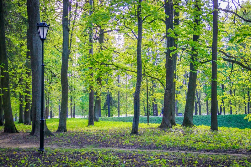 Spring Park in Sunny Weather. Sunny Park. Green Park. Young Greens ...