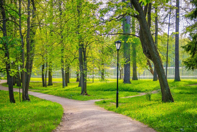Spring Park in Sunny Weather. Sunny Park. Green Park. Young Greens ...