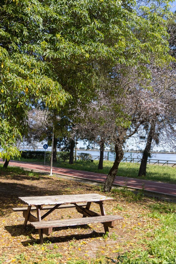 Spring Park - Table and Benches in a Blooming Park Stock Image - Image ...