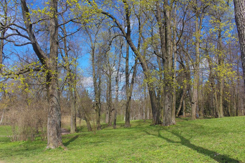 Spring Park View, Gatchina, Gatchina Park Stock Photo - Image of nature ...