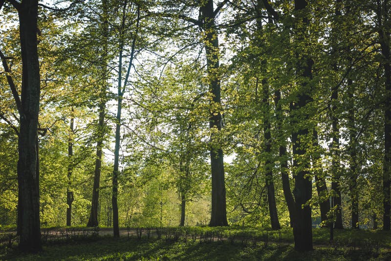 Spring Park View, Gatchina, Gatchina Park Stock Image - Image of paths ...