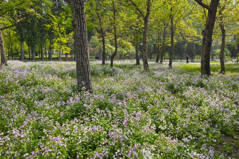 Spring park stock photo. Image of scenic, plant, blooming - 40103086