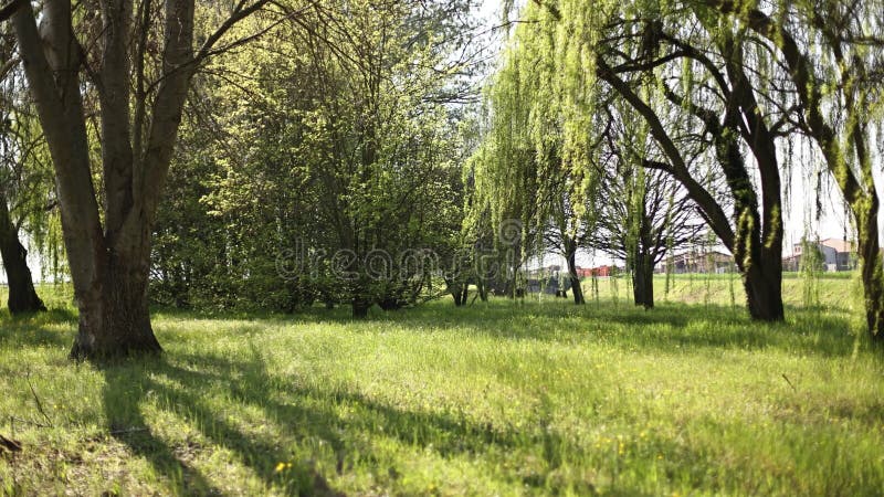 Spring Park with Weeping Willows Stock Footage - Video of beauty ...