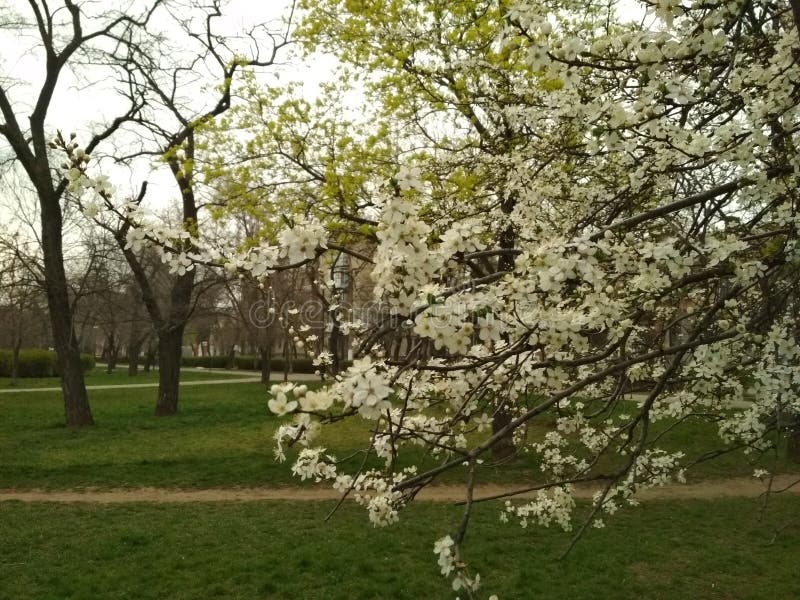 Spring on Park. White Flowering Cherry Stock Image - Image of green ...