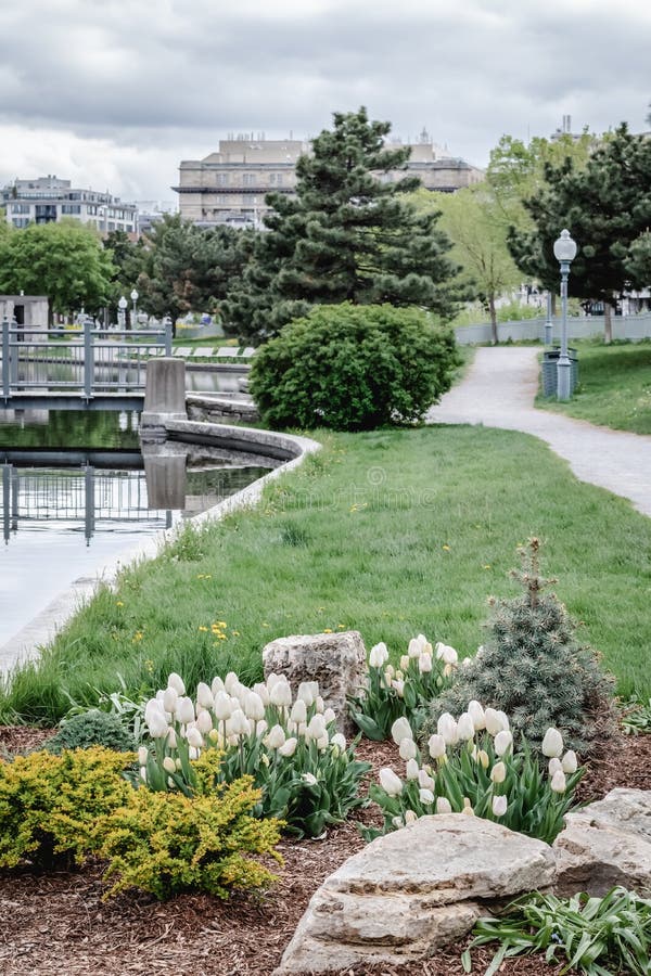 Spring Park with White Tulips in Montreal Stock Photo - Image of ...