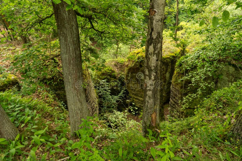 Spring in the Parkside - Tree and Green Leaves Stock Image - Image of ...