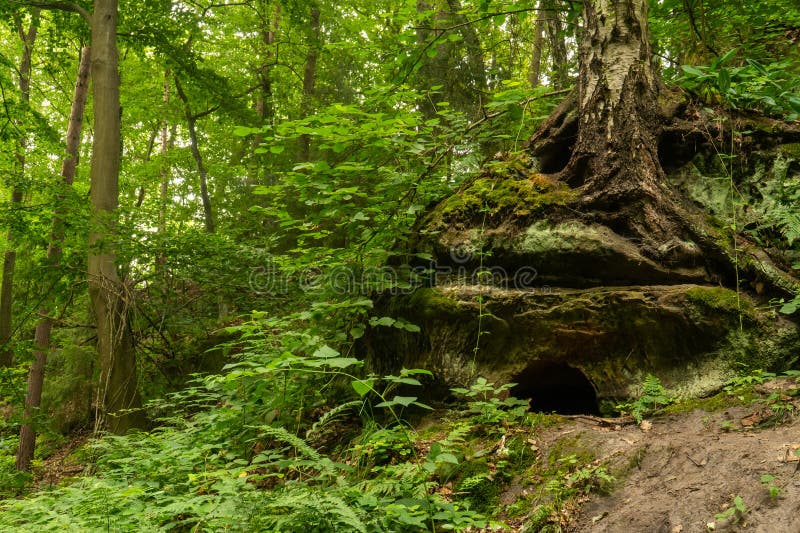 Spring in the Parkside - Tree and Green Leaves Stock Image - Image of ...