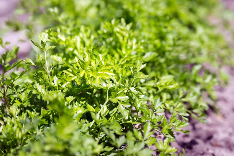 Spring and Parsley in the Garden Stock Photo - Image of healthy, herb ...