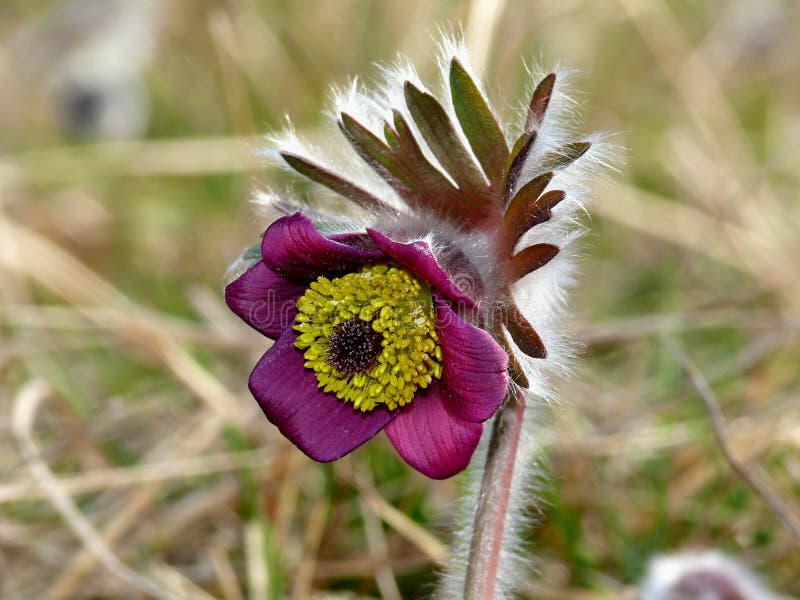 Spring Pasque Flower, Beautiful Plant in the Meadow Stock Image - Image ...