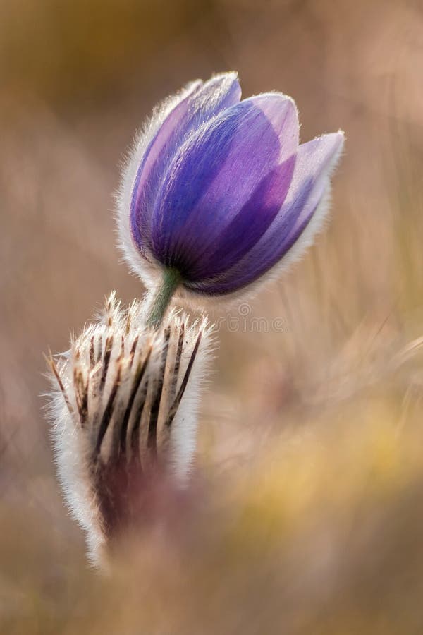 Spring pasque flower. stock image. Image of herbaceous - 35546127